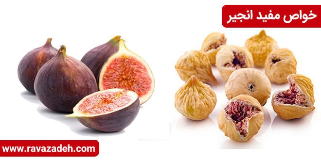 angir - روازاده سایت حکیم دکتر روازاده پدر طب ایرانی اسلامی